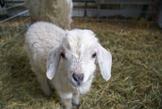 Angora Goats