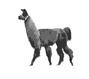 Llama Animated Gif
